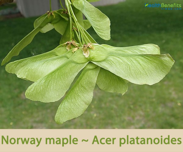 Norway maple facts and health benefits
