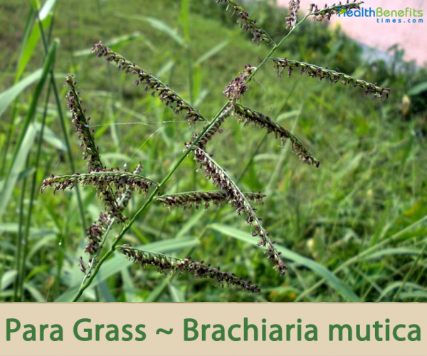 Para grass facts and health benefits