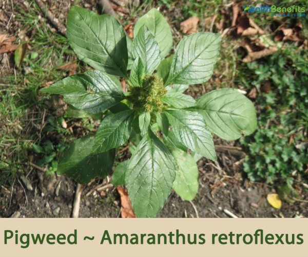 Health benefits of Pigweed