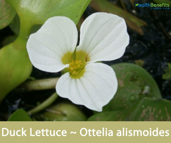 Duck Lettuce facts and health benefits