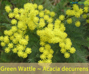 Traditional uses and benefits of Green Wattle - Health Benefits