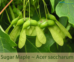 Traditional uses and benefits of Sugar Maple - Health Benefits