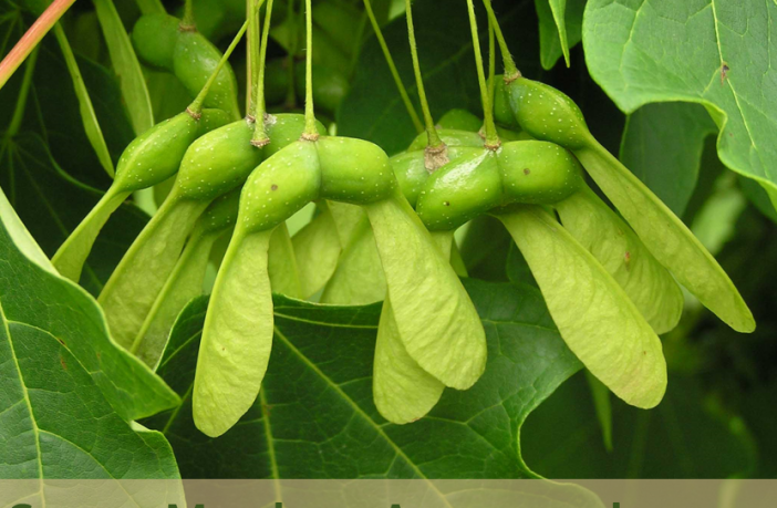 Salak Fruit facts and health benefits