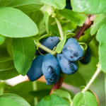Health benefits of Haskap Berry - Health Benefits