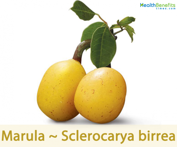 Marula facts and health benefits