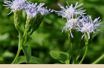 19 Top health benefits of Alum| HB times