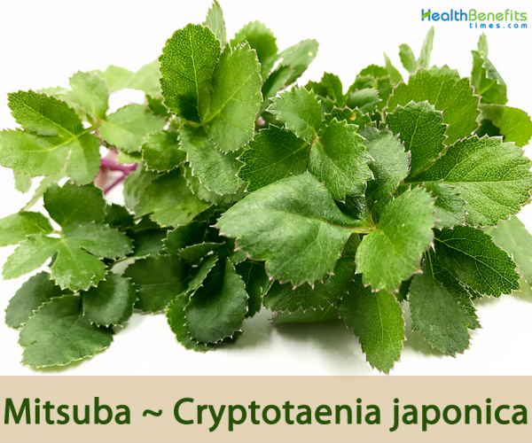Mitsuba facts and health benefits