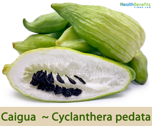 Caigua facts and health benefits