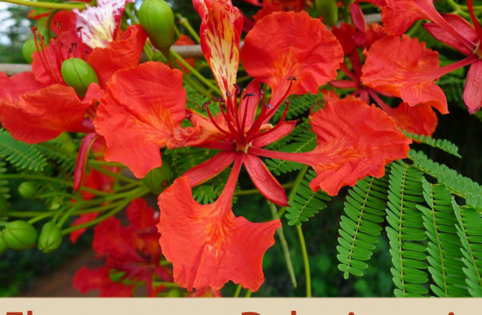 19 Top health benefits of Alum| HB times