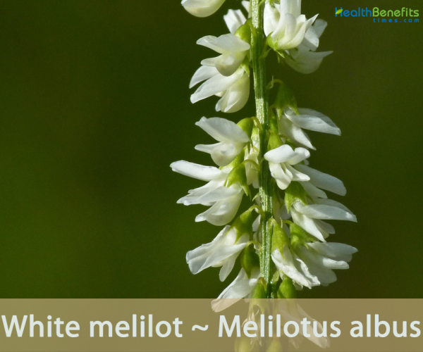 White melilot facts and health benefits