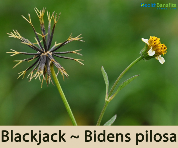 Blackjack or beggar ticks facts and health benefits