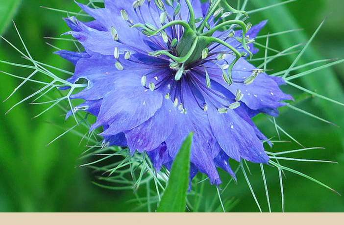 Nigella Flower Meaning | Best Flower Site