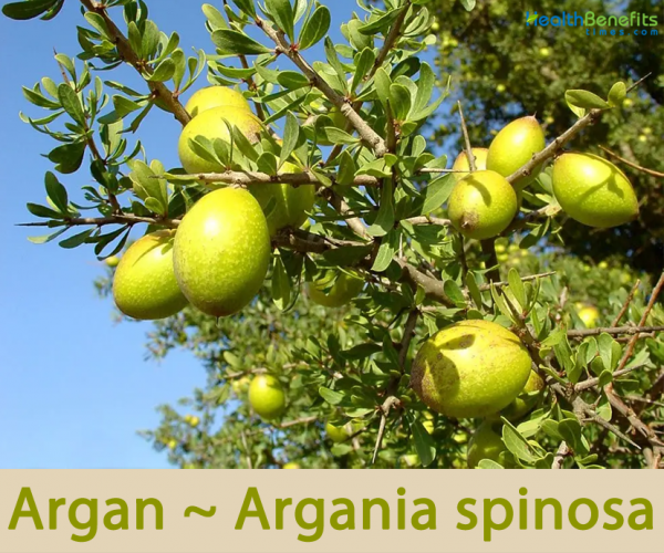 Argan facts and health benefits