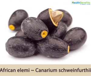 Health benefits of African Elemi - Health Benefits