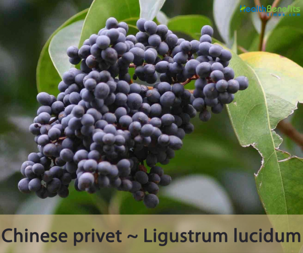 Chinese privet facts and health benefits