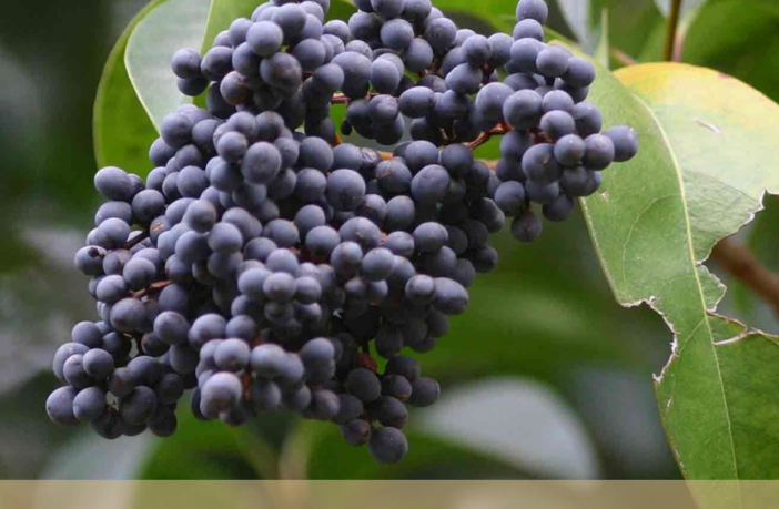 Celery seed tea nutrition facts and health benefits |HB times