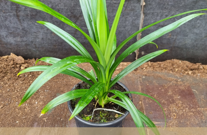 19 Top health benefits of Alum| HB times