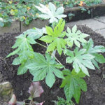 Fatsia-japonica-‘Moseri’ | Health Benefits