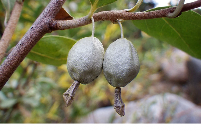 19 Top health benefits of Alum| HB times