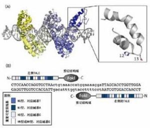 Structure-of-TALEN | Health Benefits
