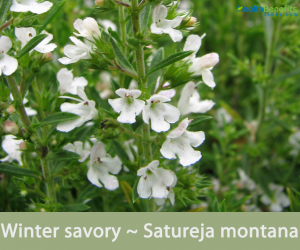 Traditional uses and benefits of Winter Savory - Health Benefits