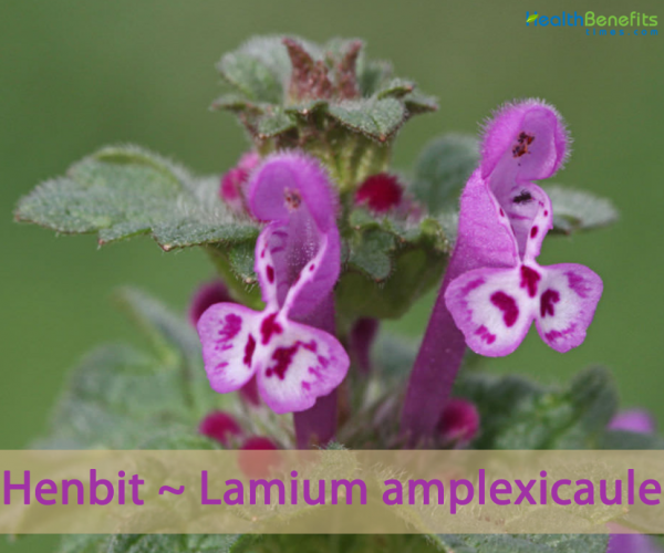Henbit Facts and Health benefits