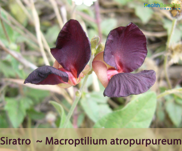 Siratro facts and health benefits