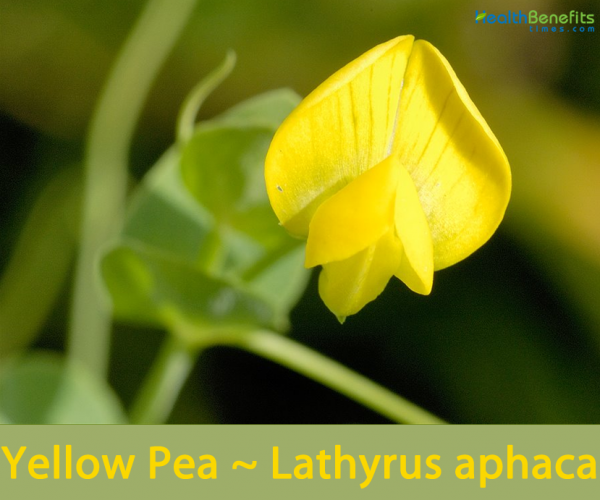 Yellow Pea facts and health benefits