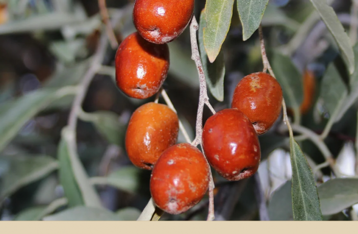 19 Top health benefits of Alum| HB times