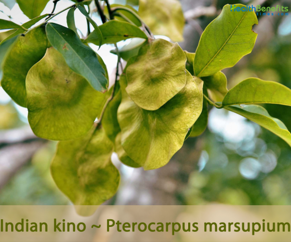 Indian kino facts and health benefits