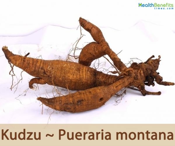 Kudzu facts and health benefits