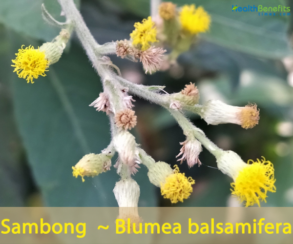 Sambong facts and health benefits