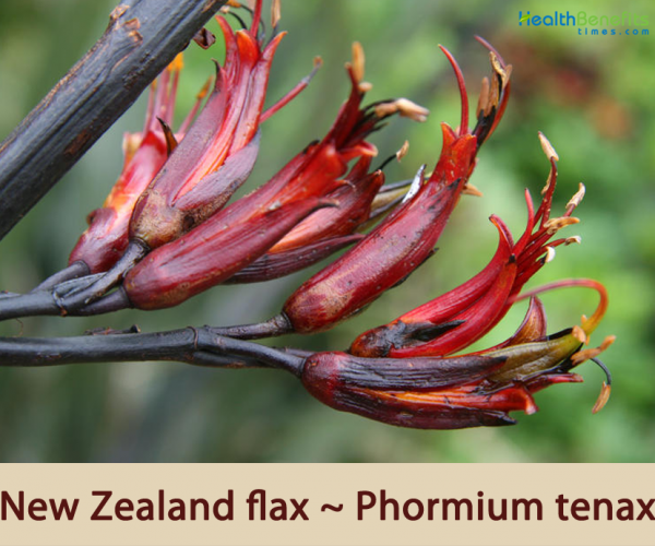 New Zealand flax facts and health benefits