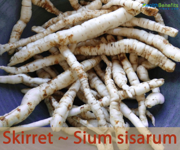 Skirret facts and health benefits