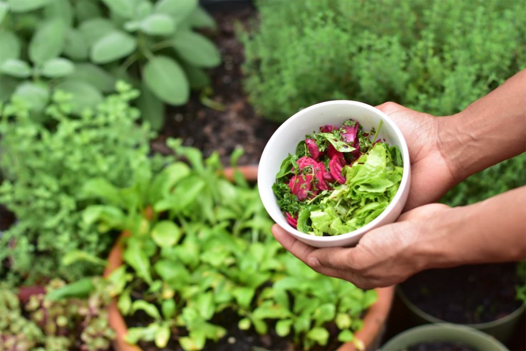 Growing Your Own Food To Reap Both The Physical And Mental Benefits ...