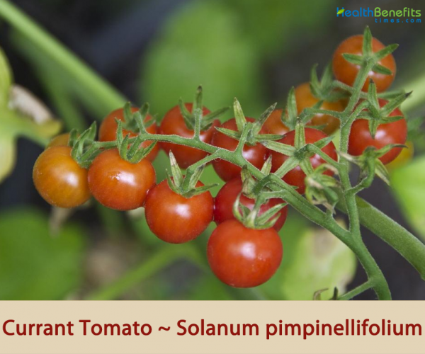 Currant Tomato facts and health benefits