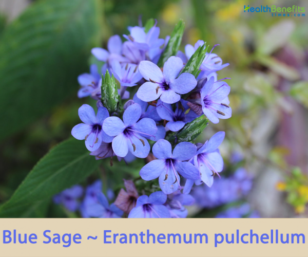 Blue Sage facts and health benefits