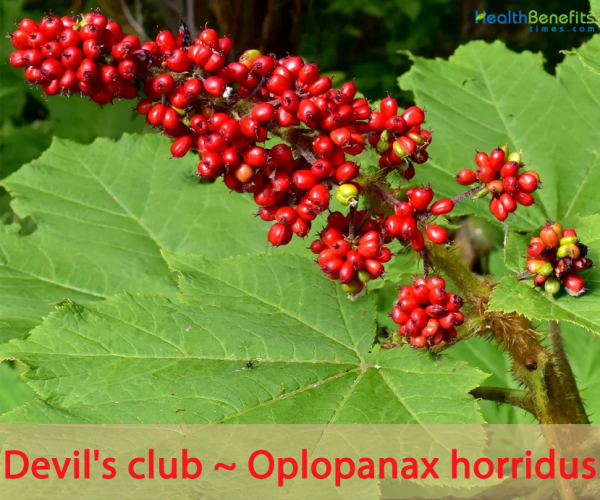 Devil's club facts and health benefits