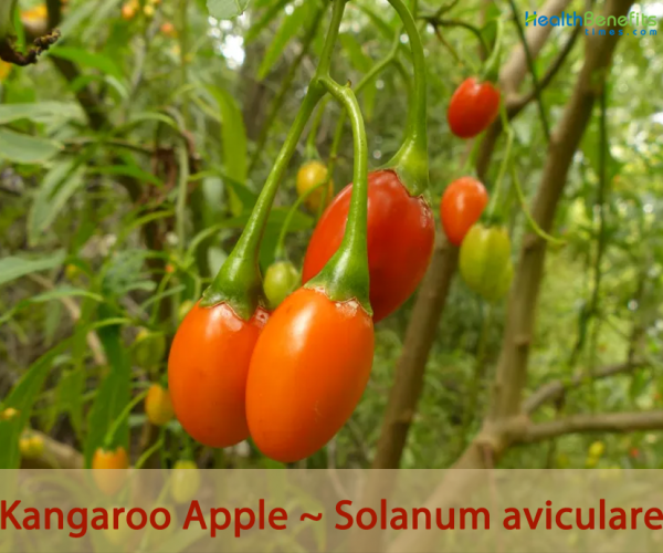 Kangaroo Apple facts and health benefits