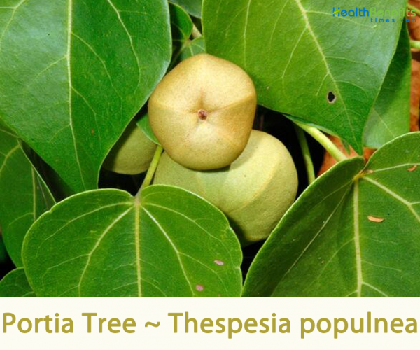 Health-benefits-of-Portia-Tree | Health Benefits