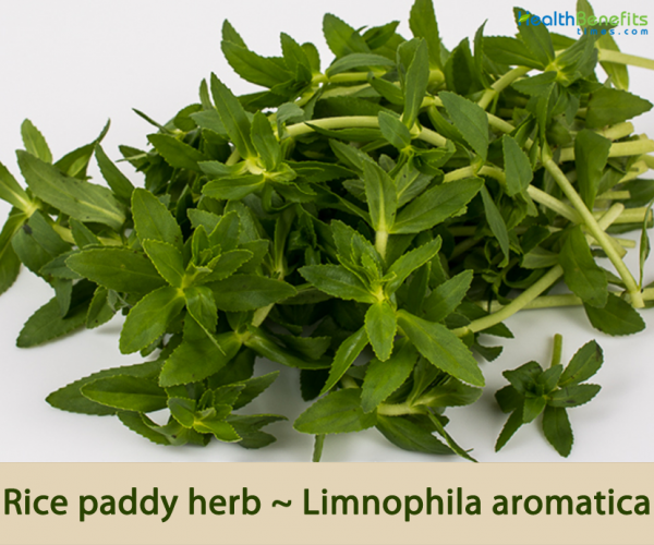 Rice paddy herb facts and health benefits