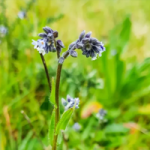 Facts about Water Forget me not - Health Benefits