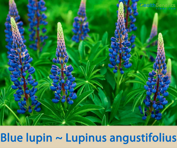 Blue lupin facts and health benefits