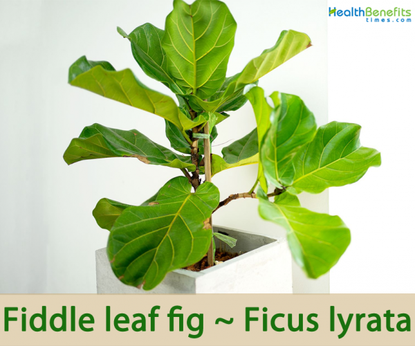 Fiddle leaf fig facts and health benefits