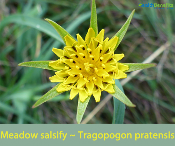 Meadow salsify facts and health benefits