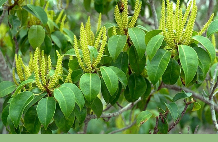 12 Top health benefits of Banana flower | HB times