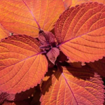 Health benefits of Coleus - Health Benefits