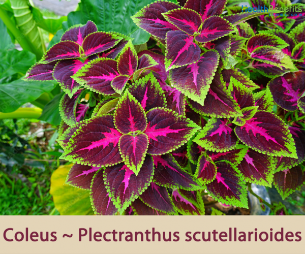 Coleus facts and health benefits