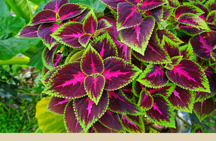 Cream Facts, Health Benefits and Nutritional Value