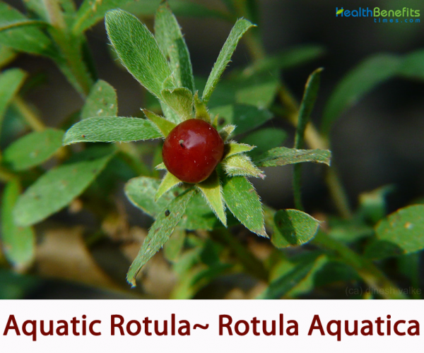 Aquatic Rotula facts and health benefits